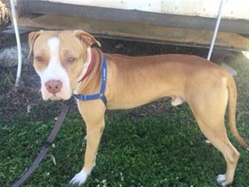 Bundy - Large Male American Staffordshire Bull Terrier Mix Dog in QLD ...