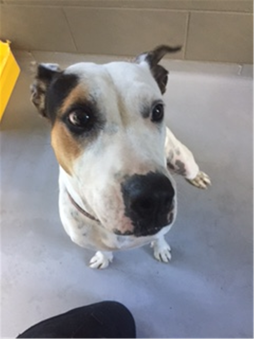 Bindi - Medium Female Australian Cattle Dog x American Staffordshire ...