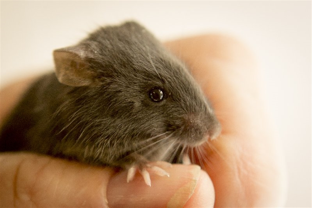 Miss Pickles - Female Mouse Mix Rodent in QLD - PetRescue