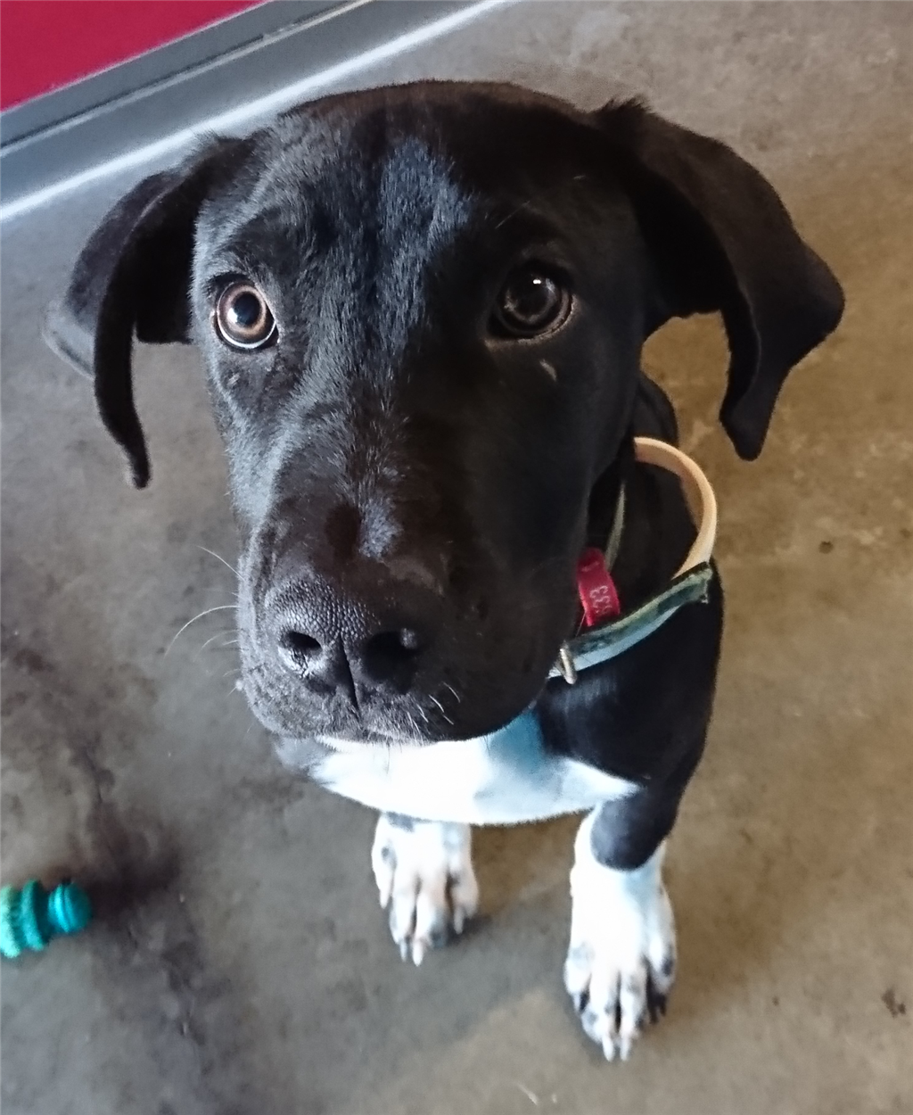 Kenji - Large Male Bull Arab x Labrador Retriever Mix Dog in QLD ...