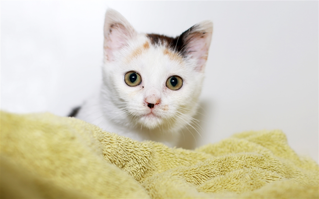 Squirrel Nutkin - Female Domestic Short Hair Mix Cat in VIC - PetRescue