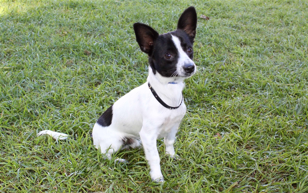 Morty - Small Male Chihuahua x Mini Foxy Mix Dog in VIC - PetRescue