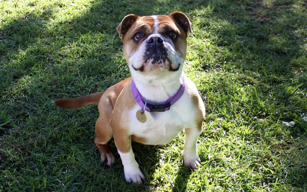 Willow - Medium Female Australian Bulldog Mix Dog in VIC - PetRescue
