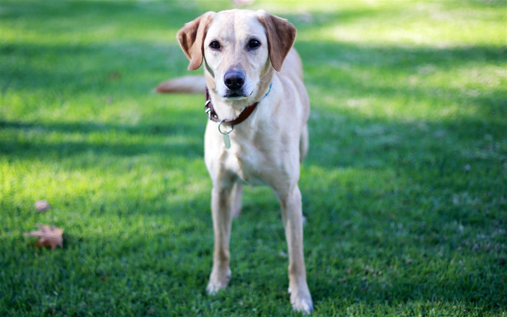 Daisy - Medium Female Labrador Mix Dog in VIC - PetRescue
