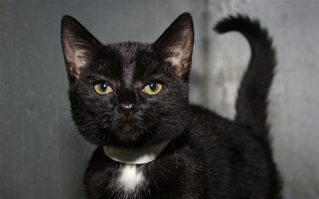 Meeps - Female Domestic Short Hair Mix Cat in VIC - PetRescue