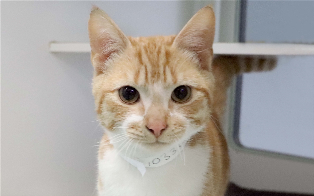 Chester - Male Domestic Short Hair Mix Cat in VIC - PetRescue