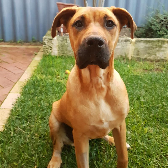 Kira DL1692 - Medium Female Rhodesian Ridgeback x Staffy Mix Dog in WA ...