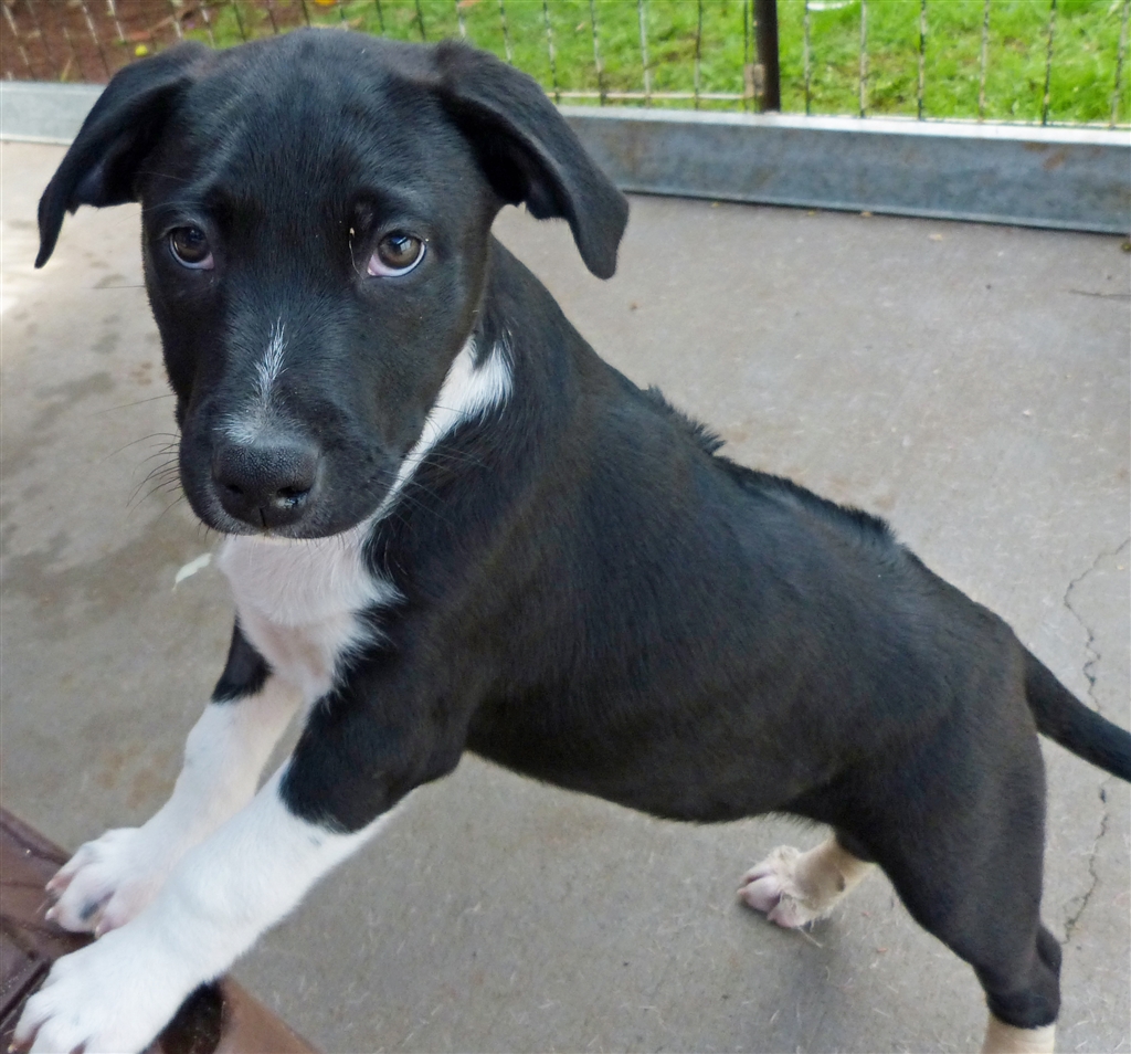 Socks - Large Male Bullmastiff x Rhodesian Ridgeback Mix Dog in QLD ...
