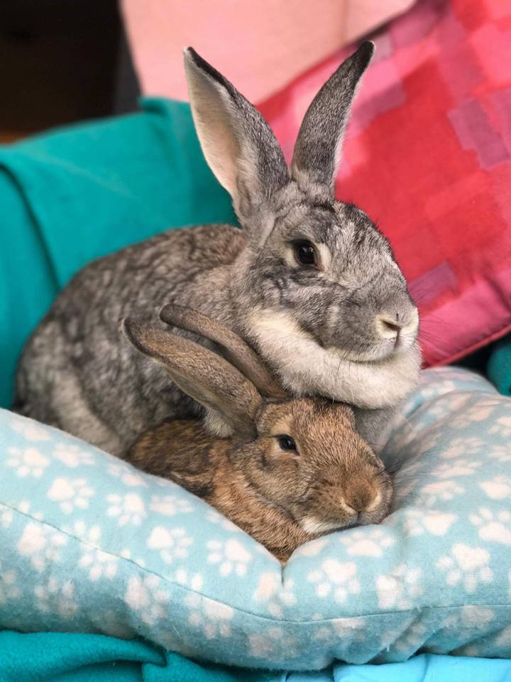 Lotus and Cinamon - Female Flemish Giant Rabbit in VIC - PetRescue