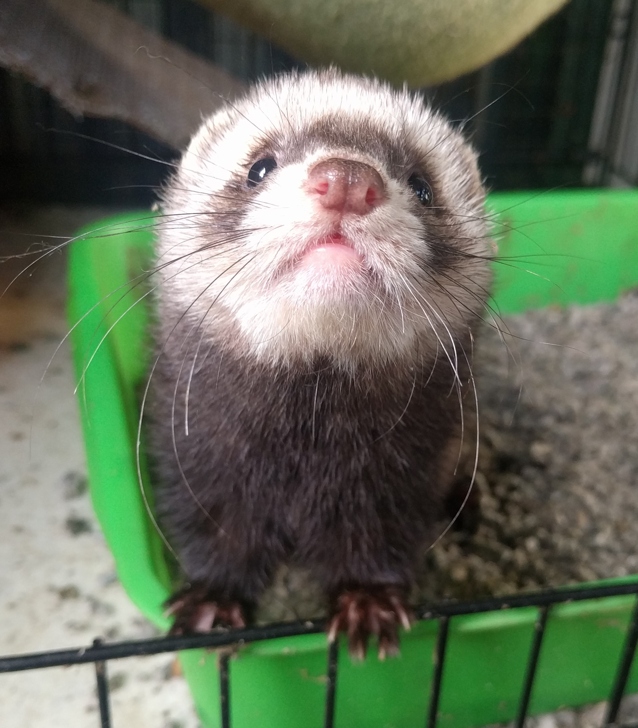 Eve - Female Ferret in VIC - PetRescue