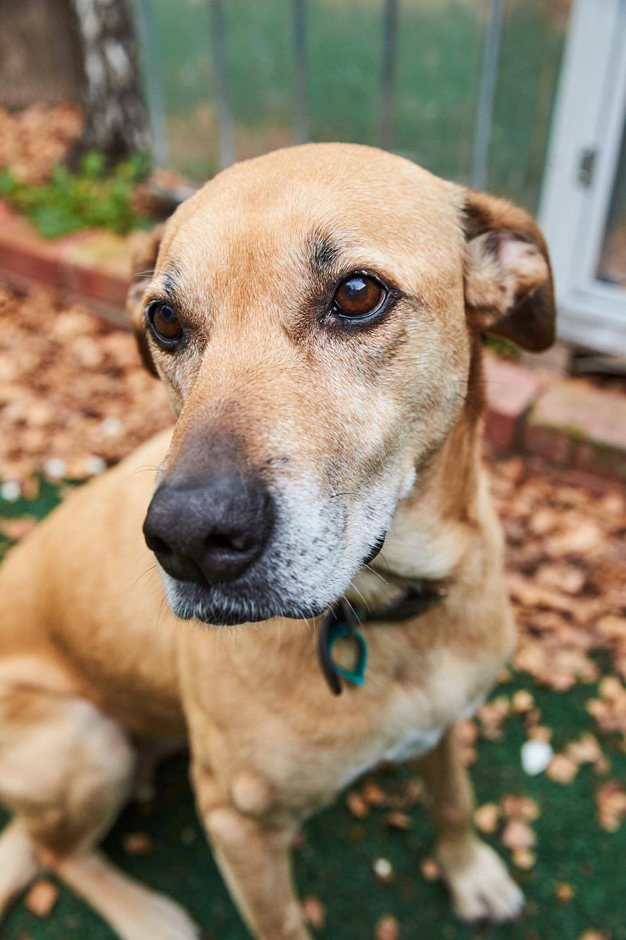 Jedda - Large Female Bullmastiff x Ridgeback Mix Dog in VIC - PetRescue
