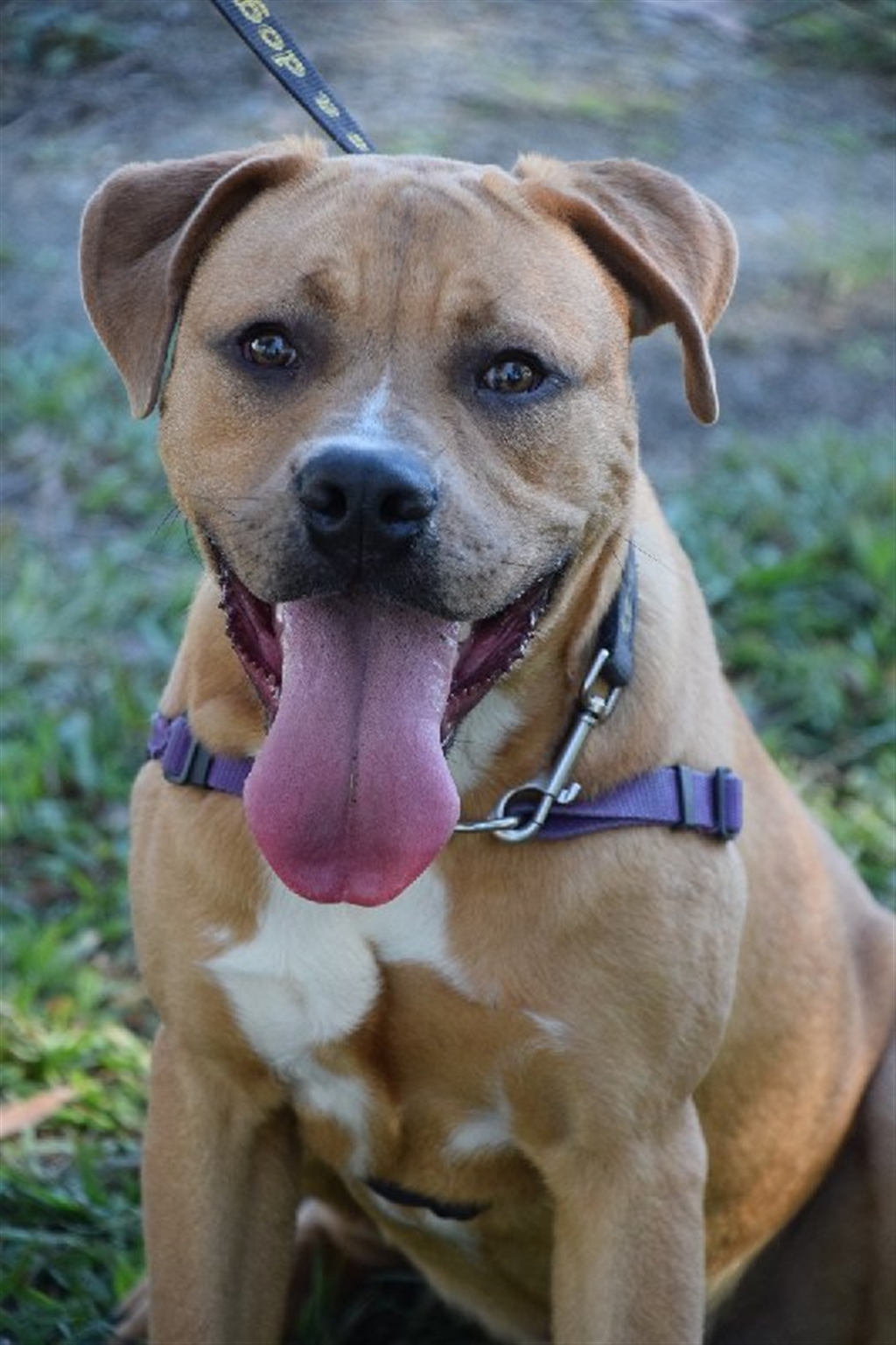Wazza - Medium Male Australian Bulldog x Bullmastiff Mix Dog in QLD ...