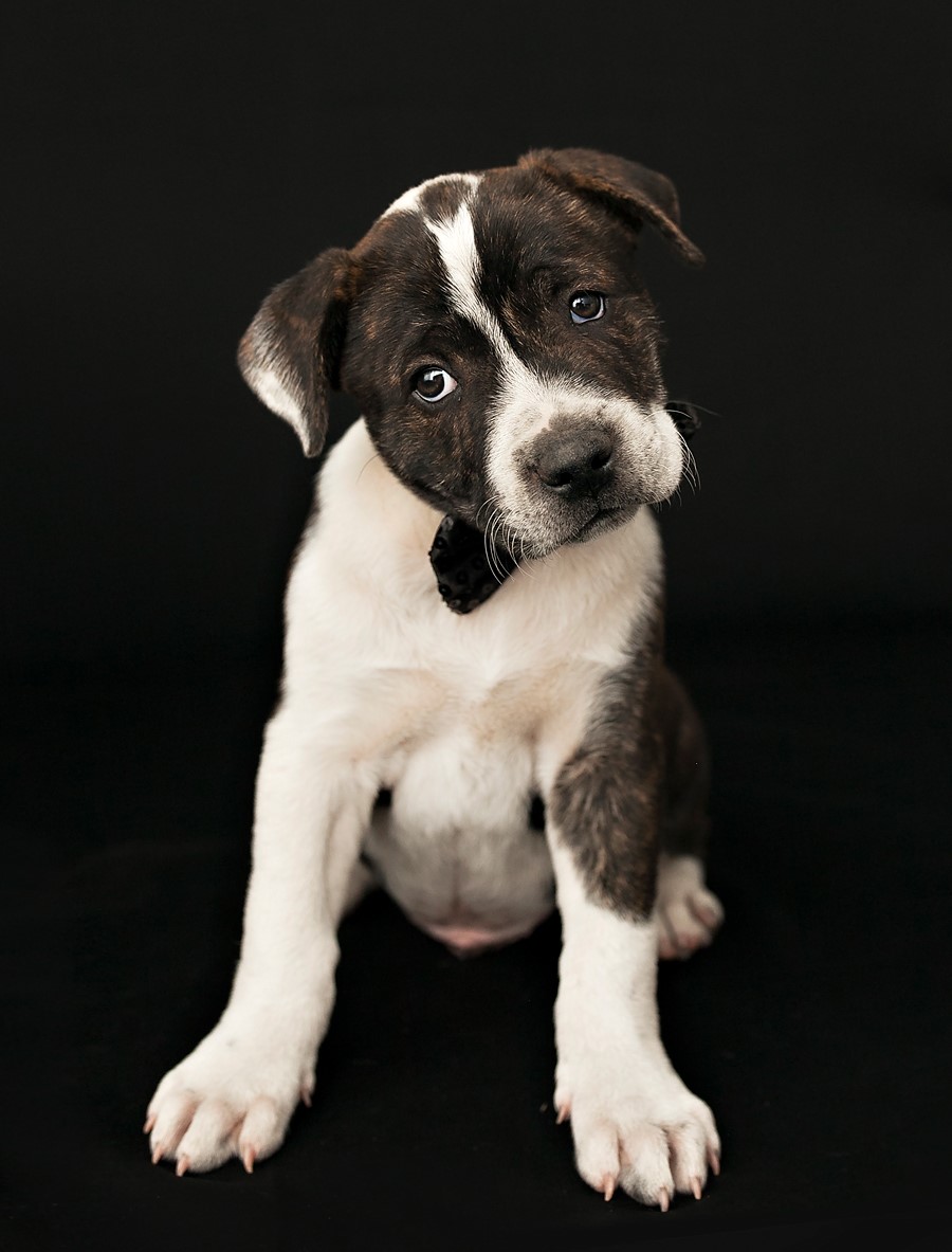 Rebble - Medium Male Border Collie x Mastiff Dog in QLD - PetRescue