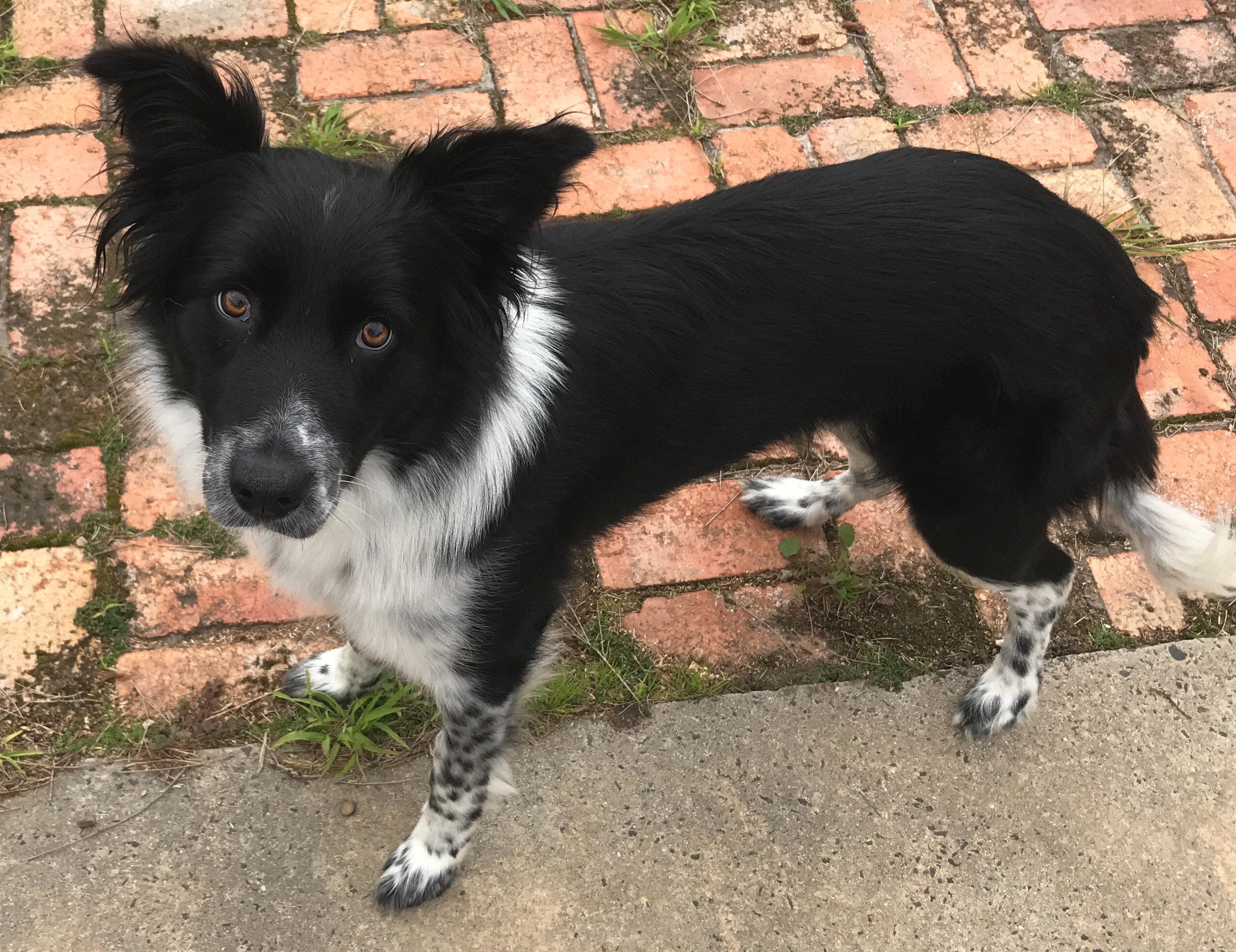 Lulu - Large Female Border Collie Dog in VIC - PetRescue