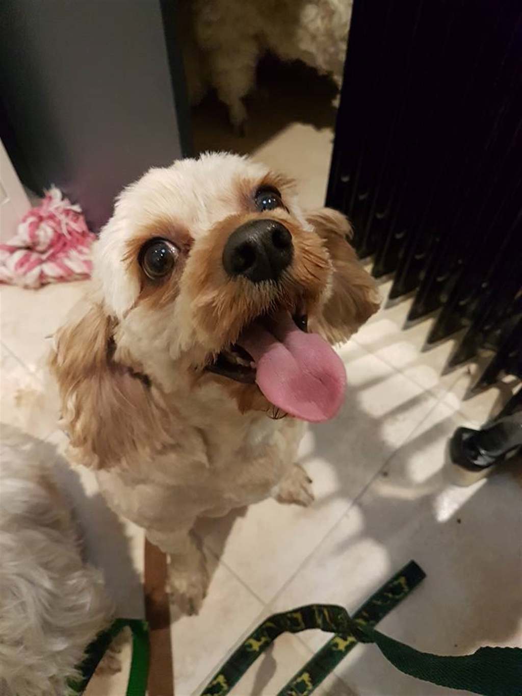 Indy - Small Female Cavoodle Mix Dog in VIC - PetRescue