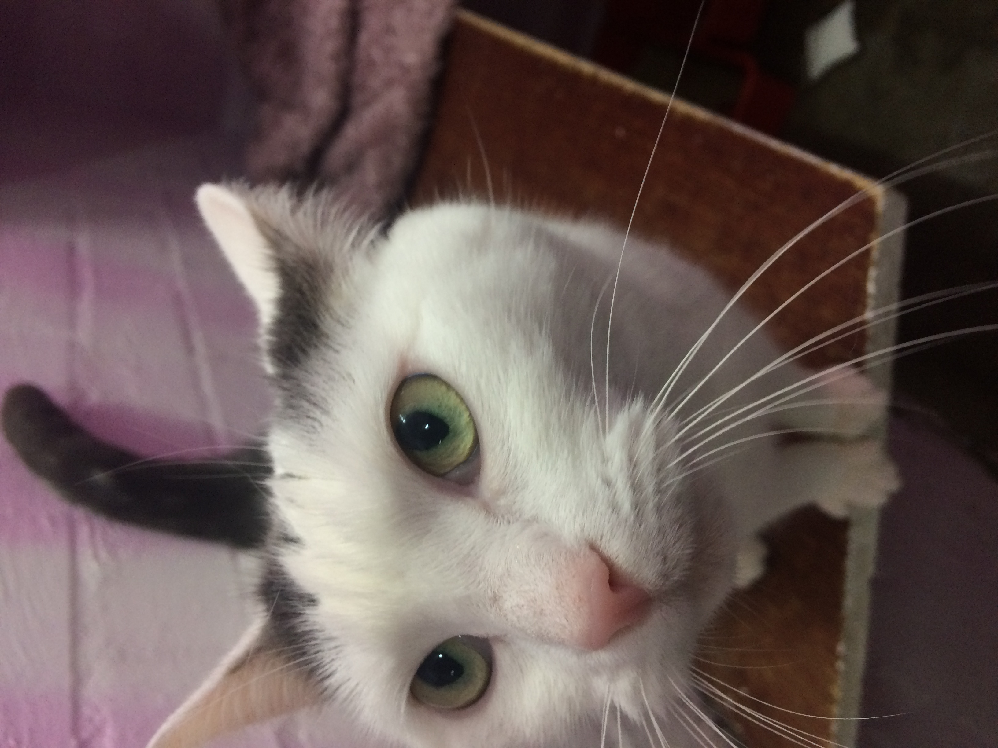 Mitsy - Female Domestic Short Hair Cat in VIC - PetRescue