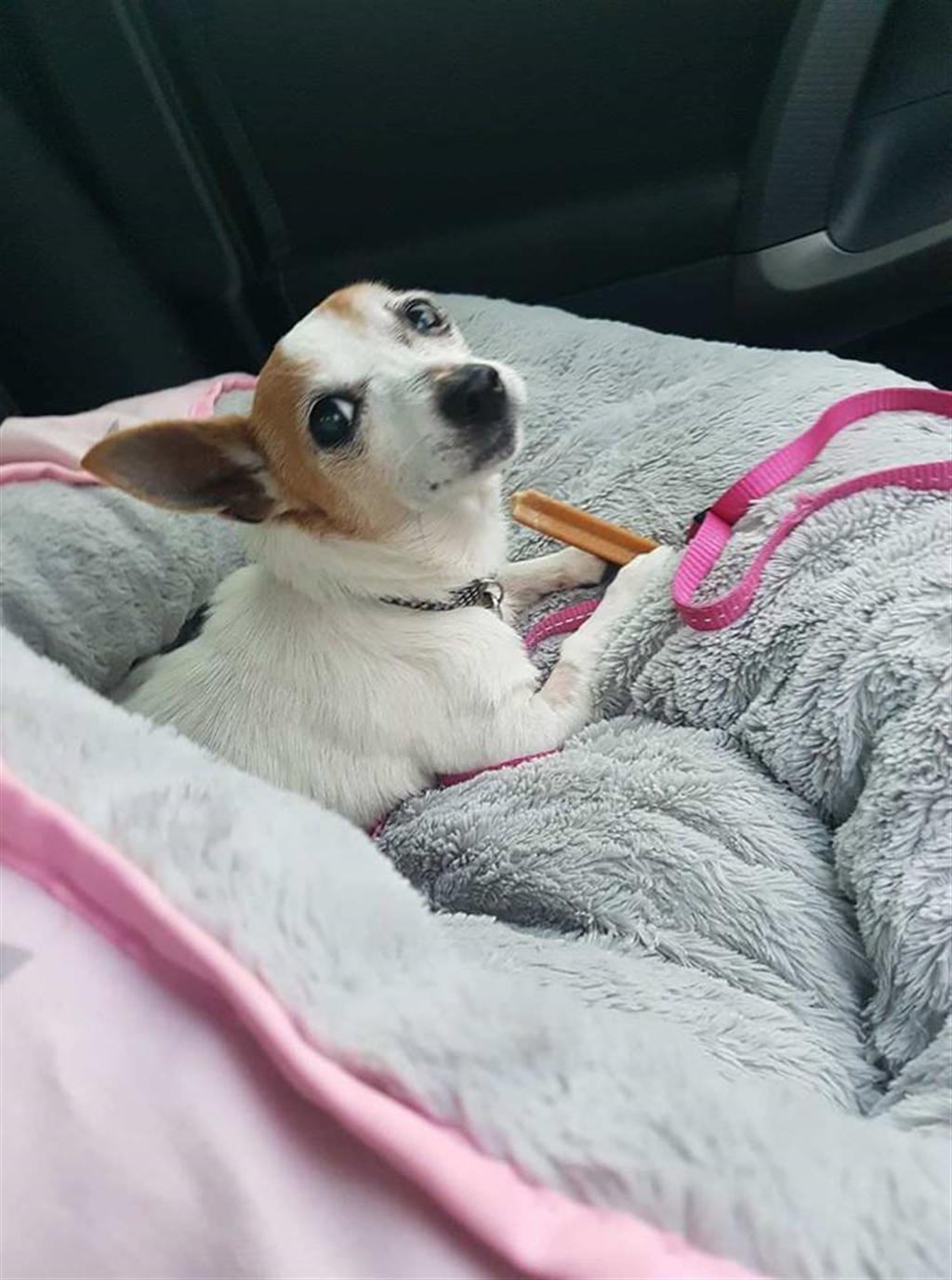 Tiny - Small Female Chihuahua x Mini Foxy Mix Dog in VIC - PetRescue