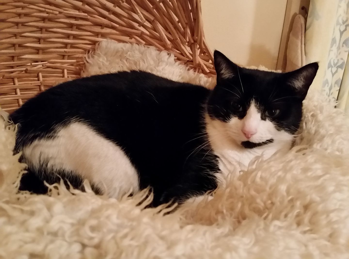 Ciara ** 2nd Chance Cat Rescue** - Female Domestic Short Hair Cat in ...