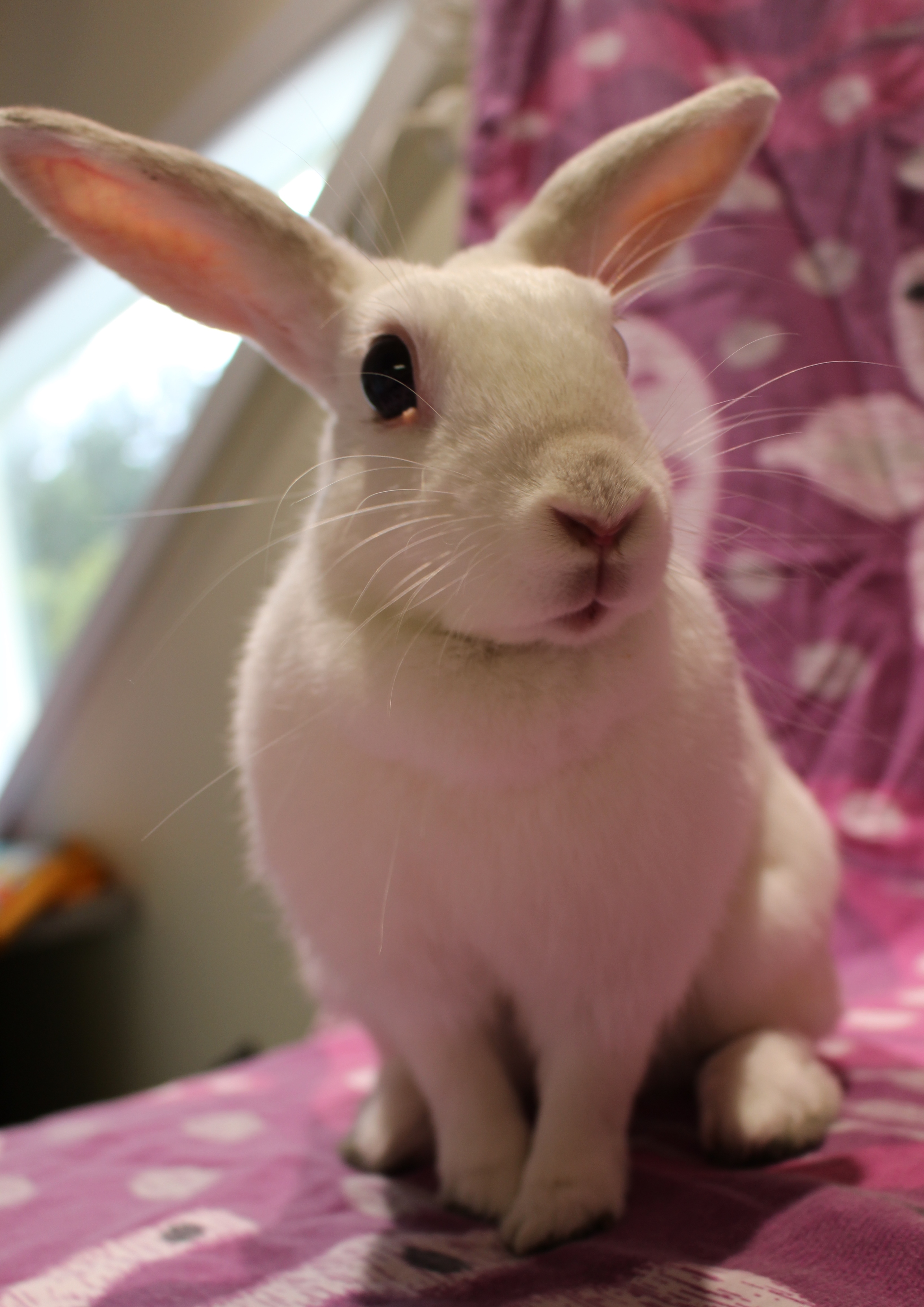 Miley (Vib) - Female Rabbit in VIC - PetRescue