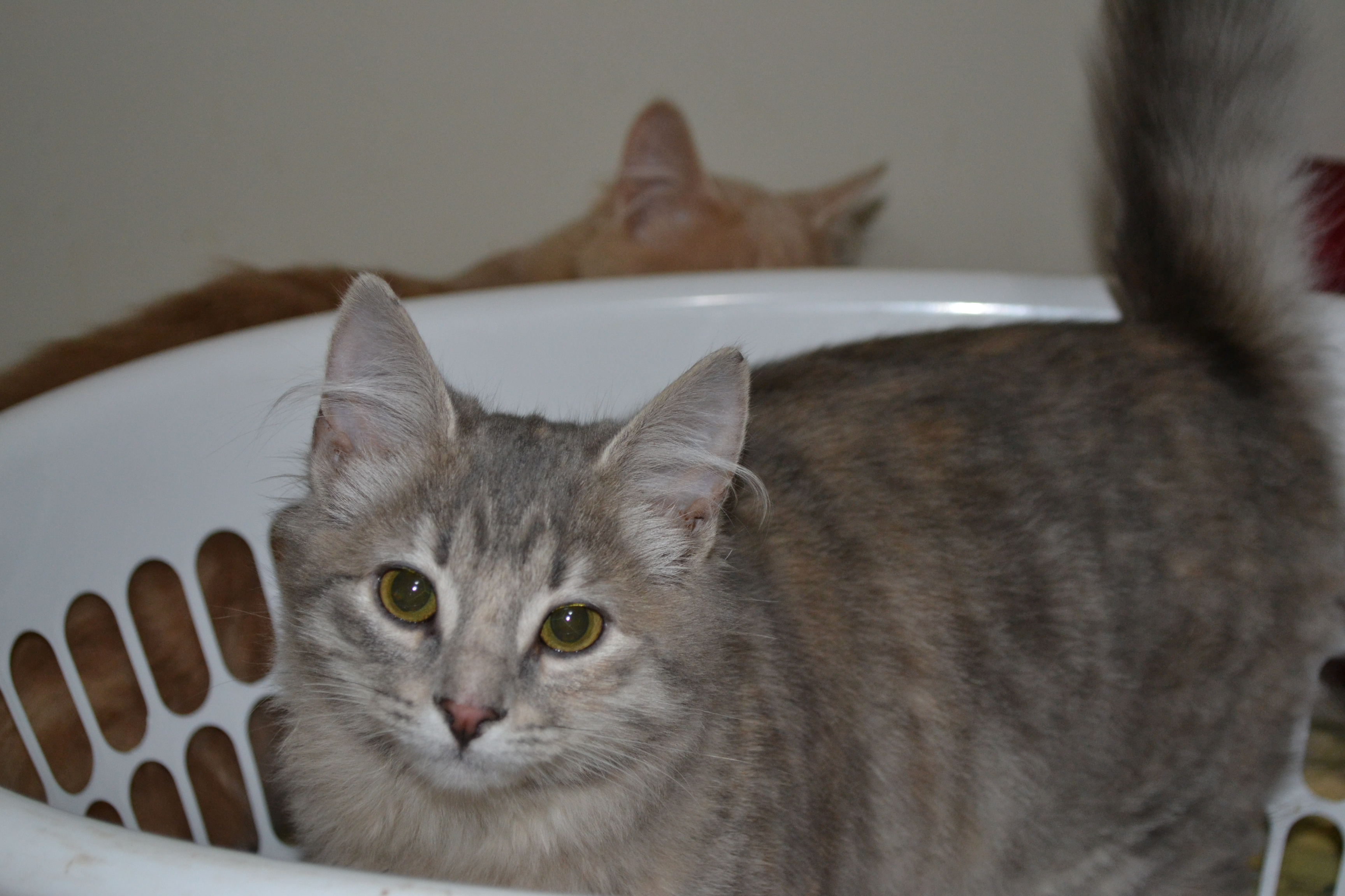 Kaffir - Female Domestic Medium Hair Cat in NSW - PetRescue