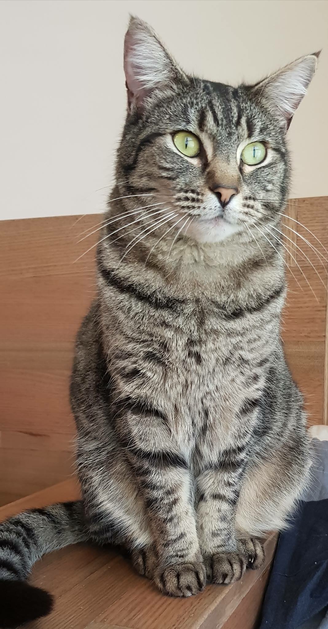 Odette - Female Domestic Short Hair Cat in VIC - PetRescue