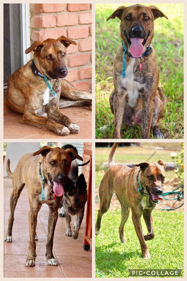 Castle - Large Male Mastiff Mix Dog in QLD - PetRescue
