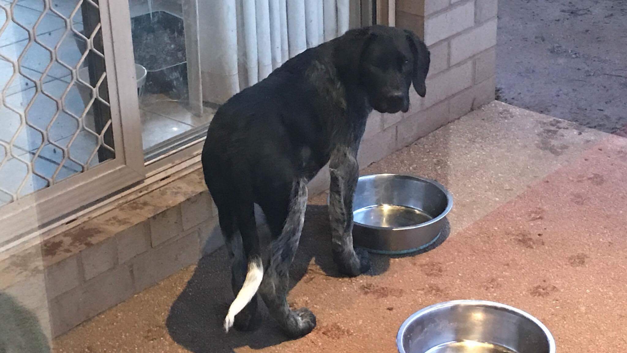 Meeni - Medium Male Maremma Sheepdog x Pointer Dog in VIC - PetRescue