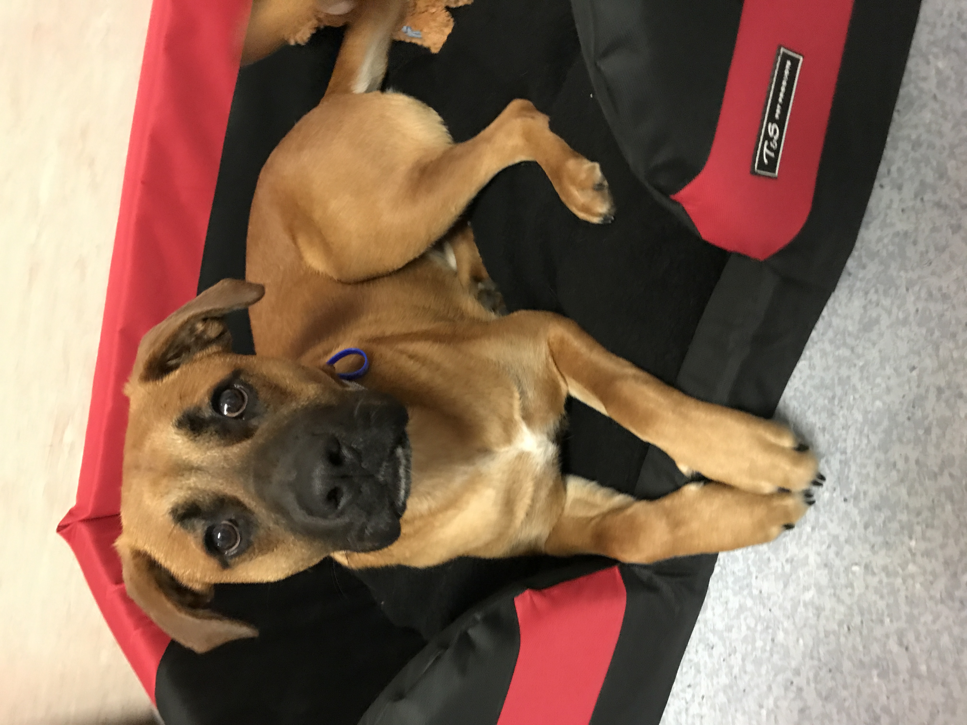 Wally - Large Male Boxer x Staffy Mix Dog in VIC - PetRescue