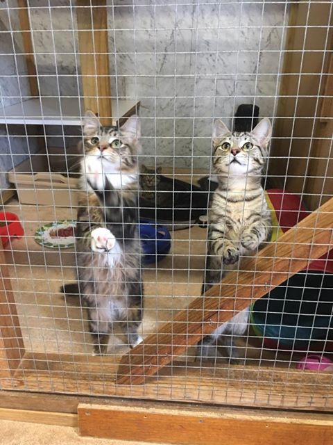 Simba and Sylvester - Male Domestic Short Hair Cat in TAS - PetRescue