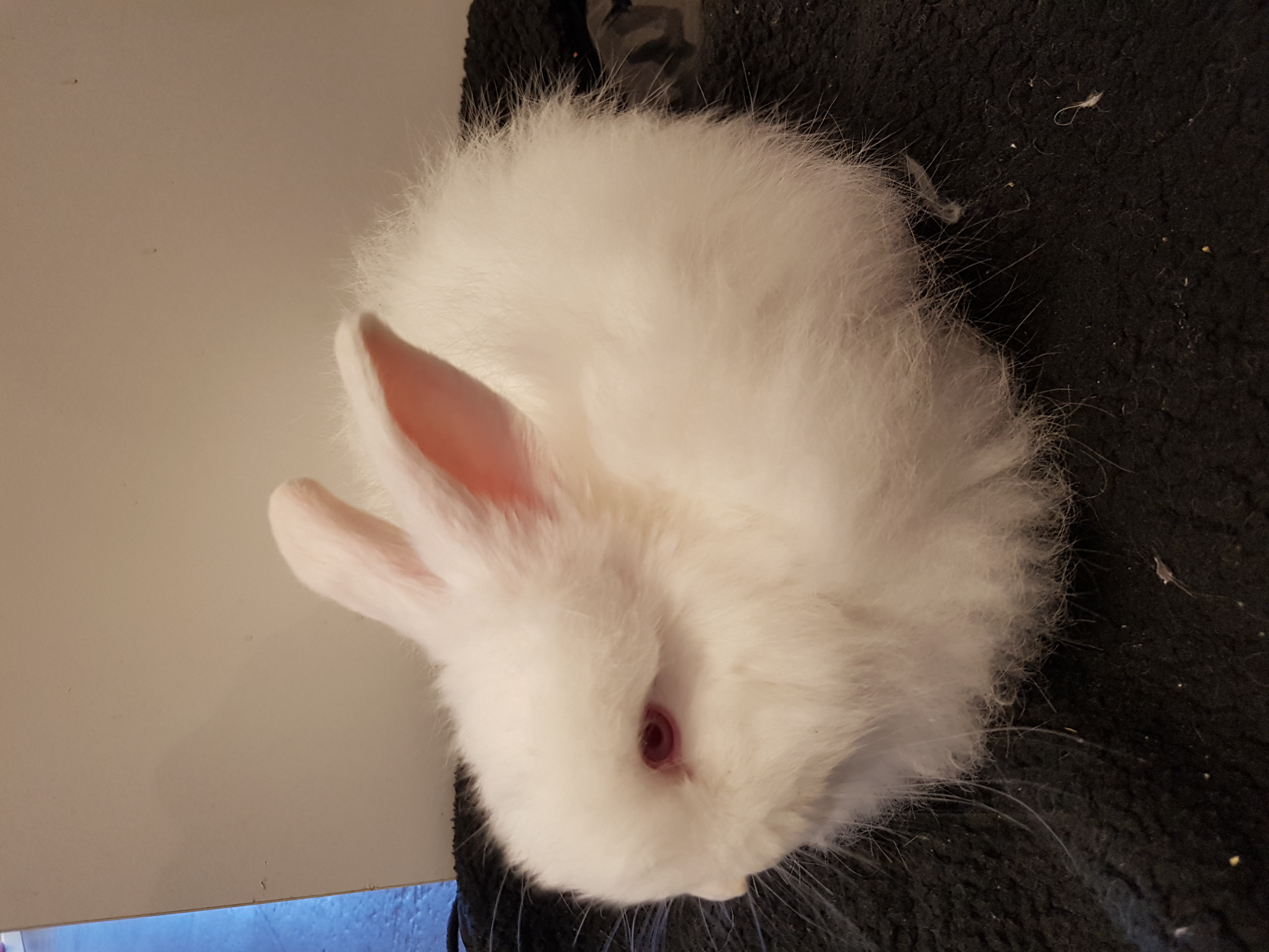 Wilma - Female Angora Mix Rabbit in VIC - PetRescue