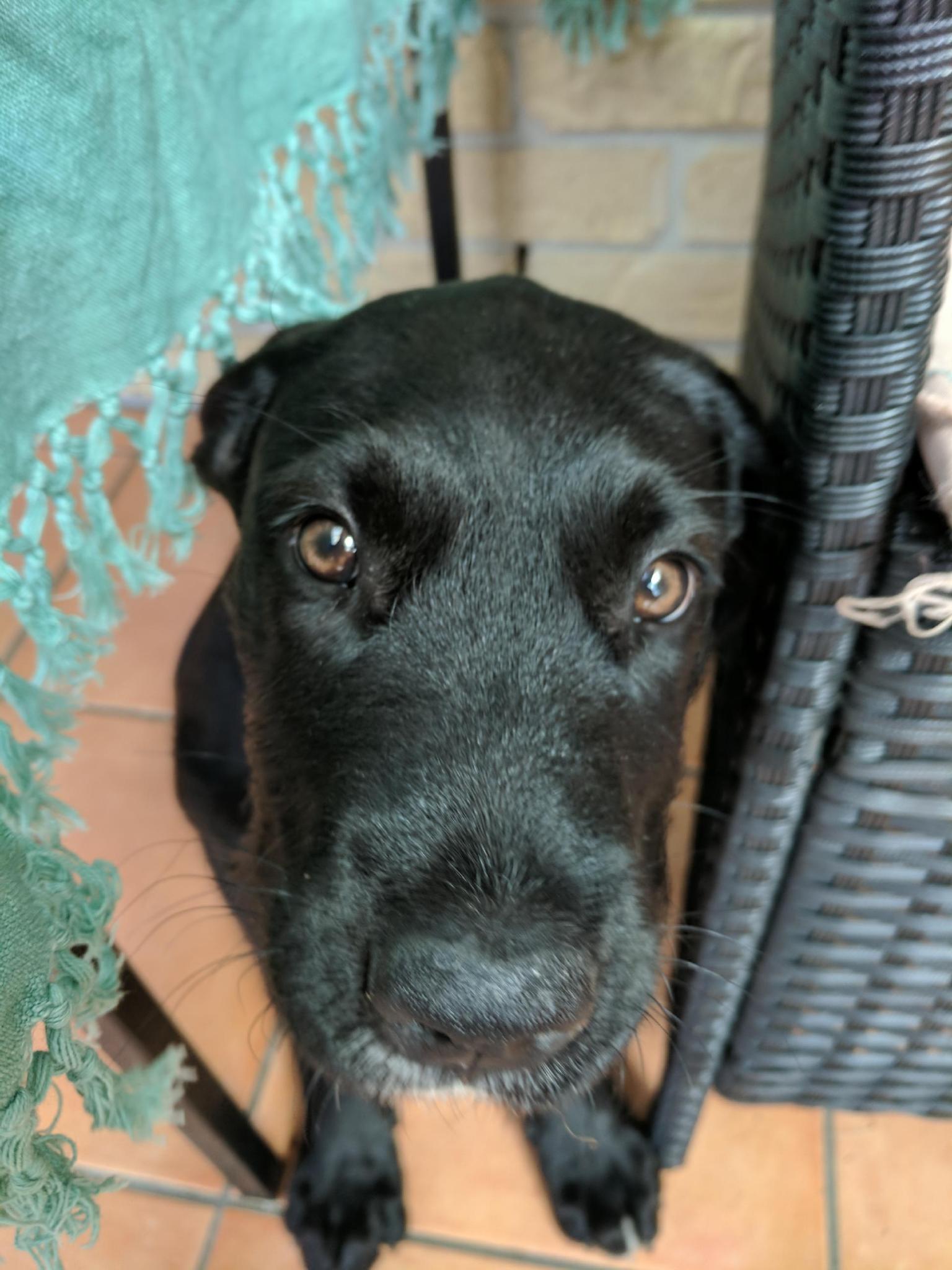 Mufasa - Medium Male Labrador Mix Dog in QLD - PetRescue