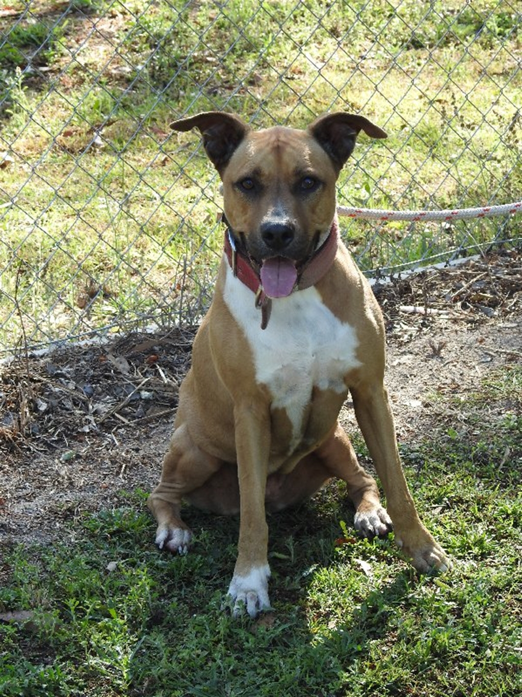 Hope - Large Female Bullmastiff x Rhodesian Ridgeback Mix Dog in QLD ...