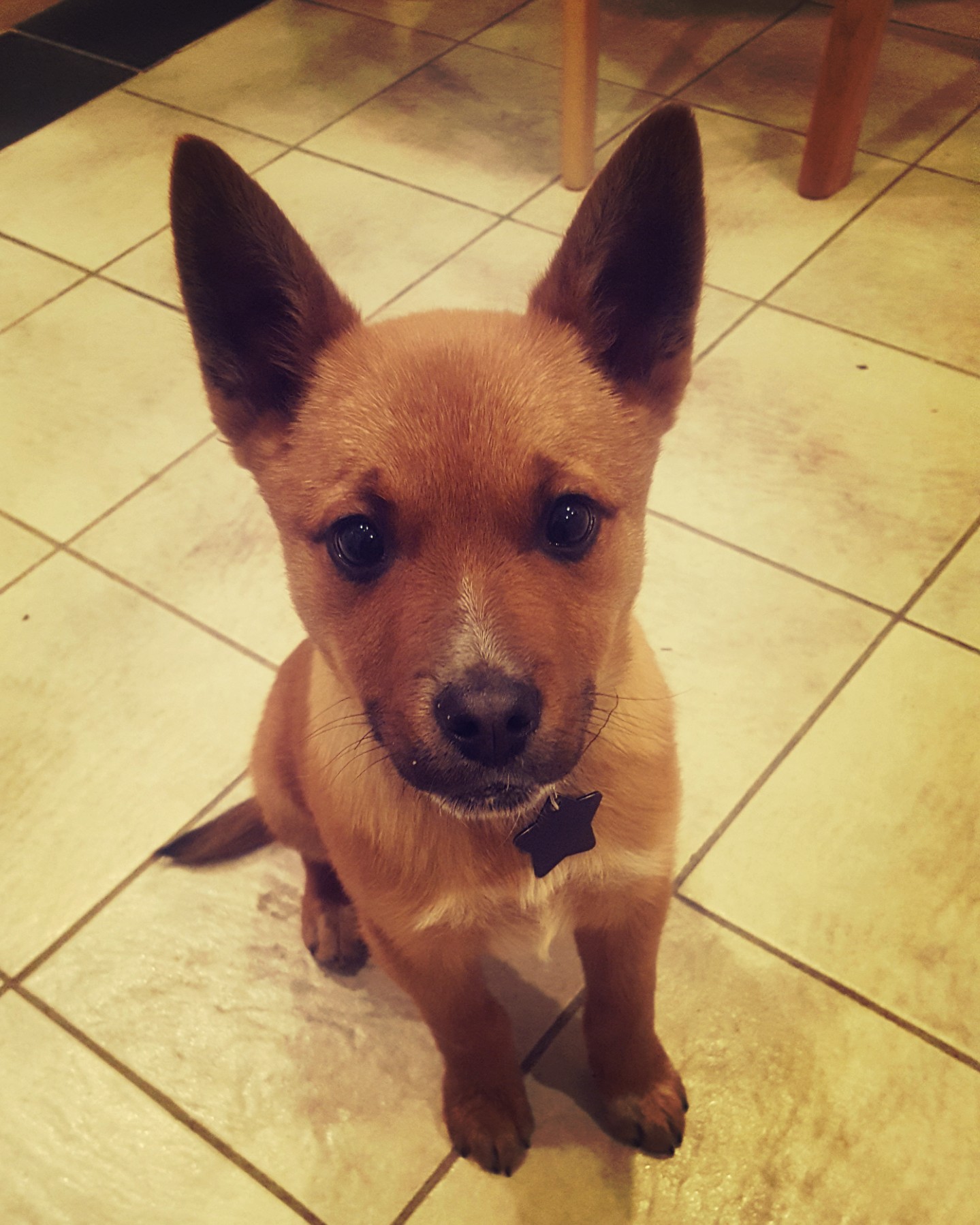 Red - Medium Male Red Heeler Dog in VIC - PetRescue