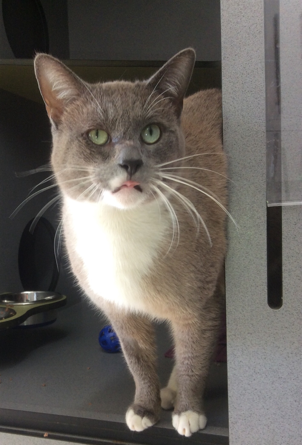 Smudge - Male Layanese x Snowshoe Mix Cat in QLD - PetRescue
