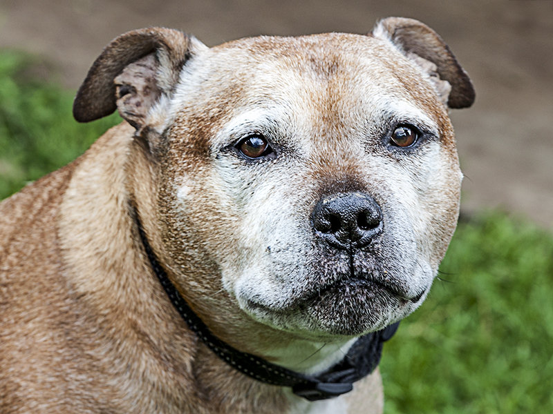 Singham - Medium Male Staffordshire Bull Terrier Dog in VIC - PetRescue
