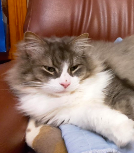 Cletus (Located in Lower Templestowe) - Male Domestic Long Hair Cat in ...