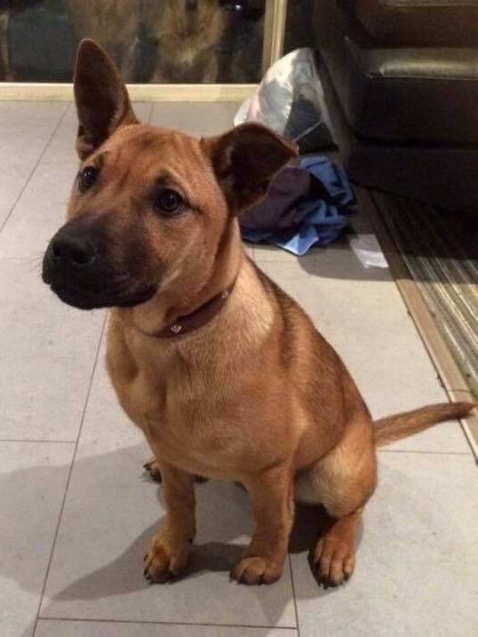Keira - Medium Female German Shepherd Mix Dog in VIC - PetRescue