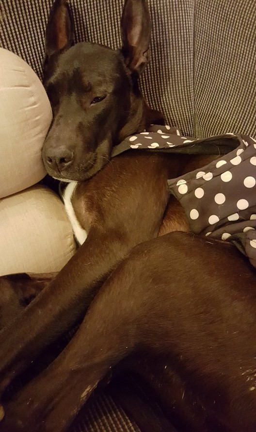 Sara - Dancing Queen - Medium Female Doberman x Greyhound Mix Dog in ...