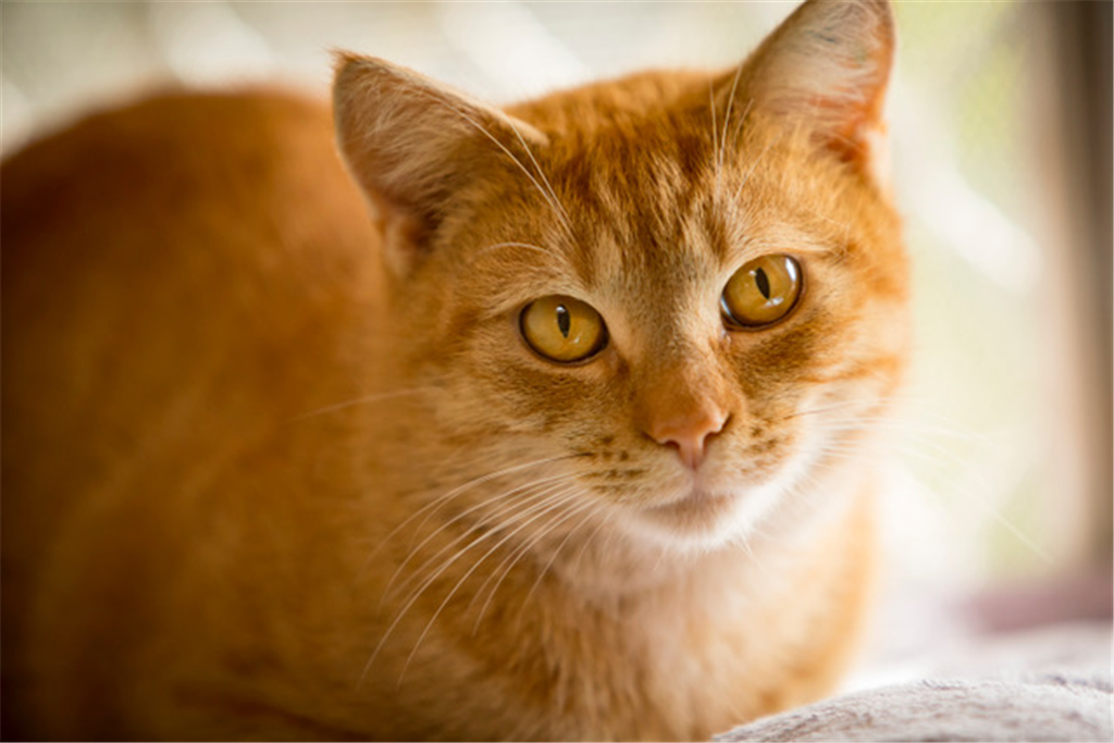 Maggie - Female Manx Mix Cat in QLD - PetRescue