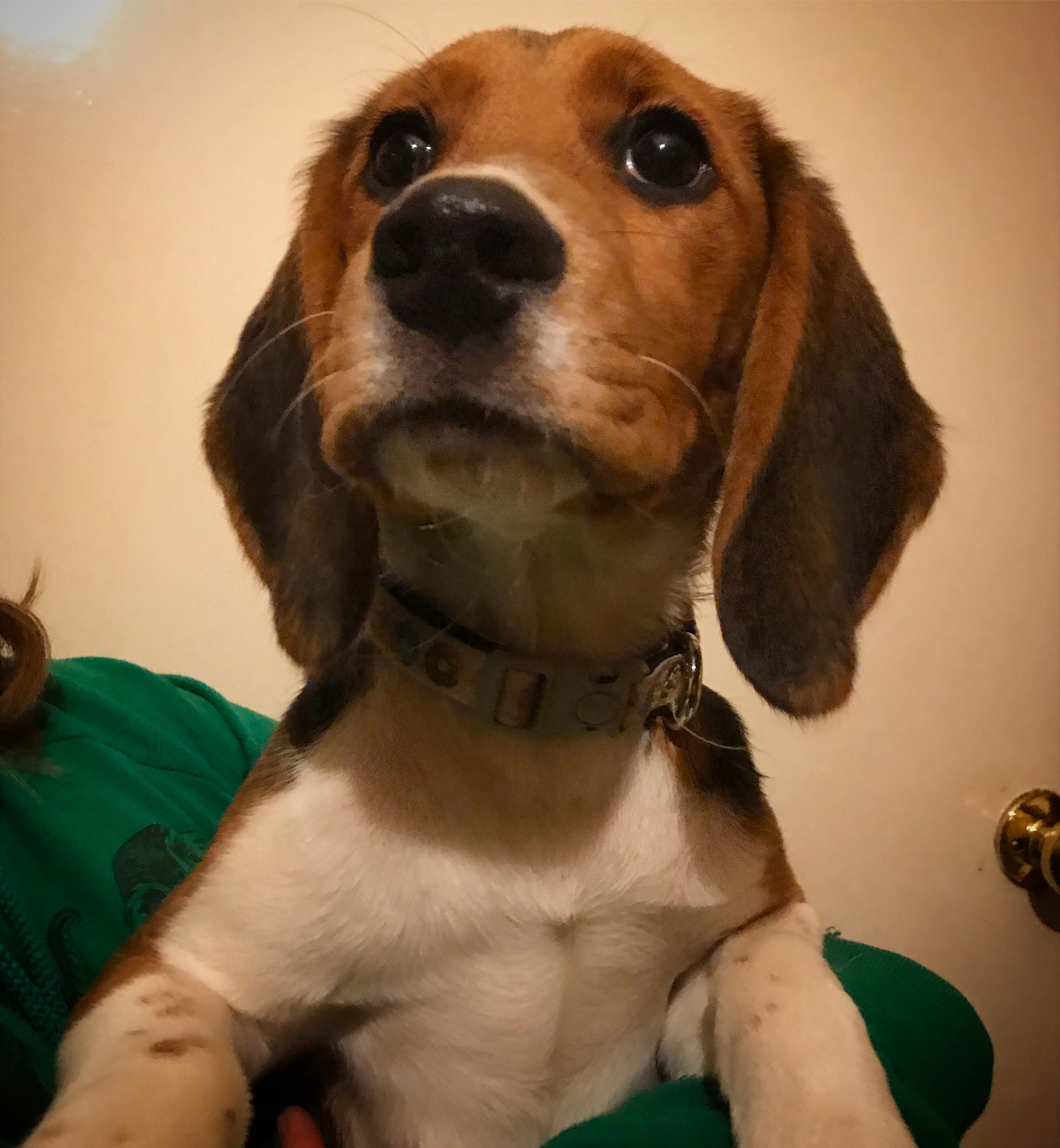 Holly - Medium Female Beagle Dog in VIC - PetRescue
