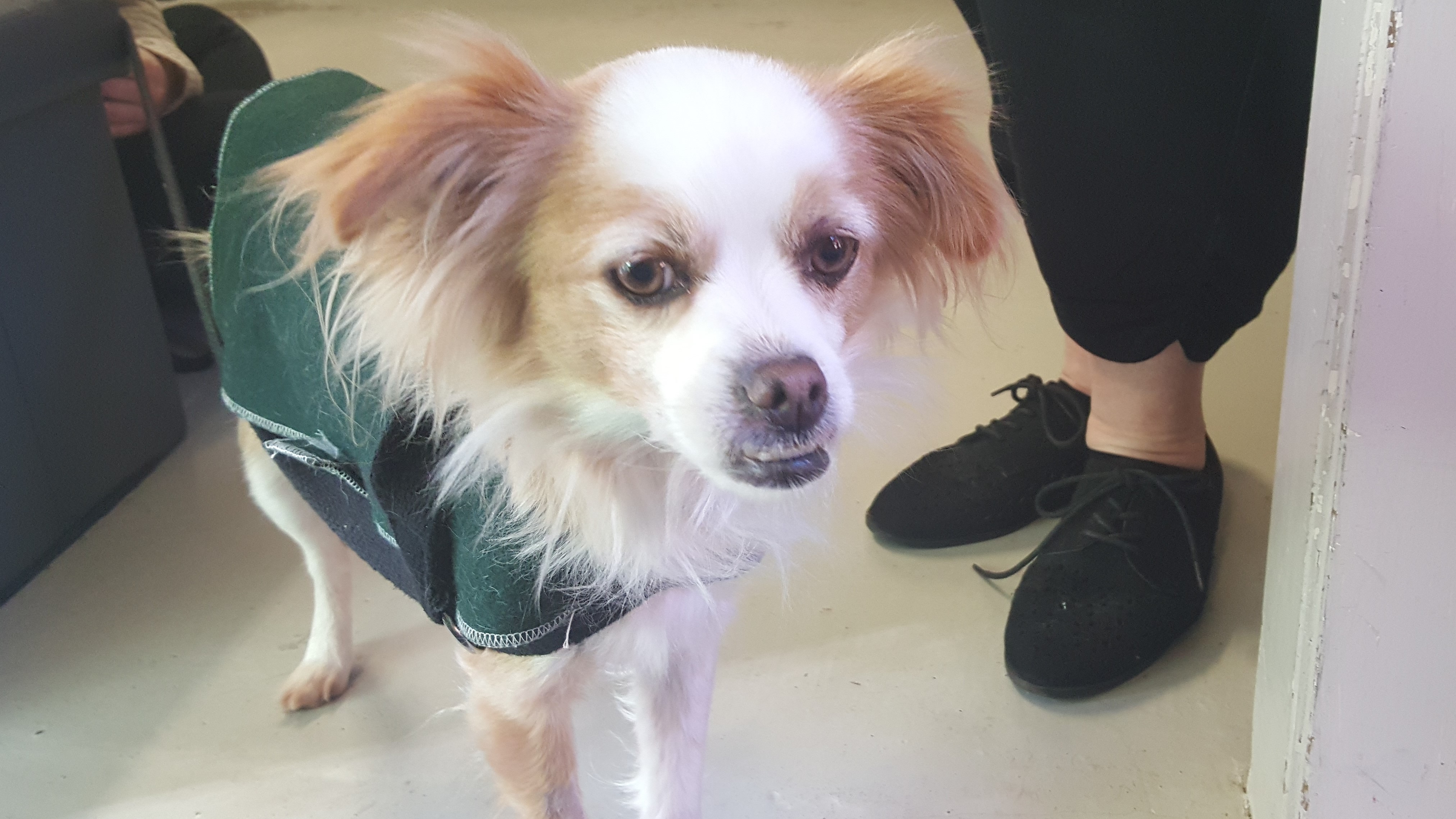 Truffles - Small Female Cavalier King Charles Spaniel x Chinese Crested ...