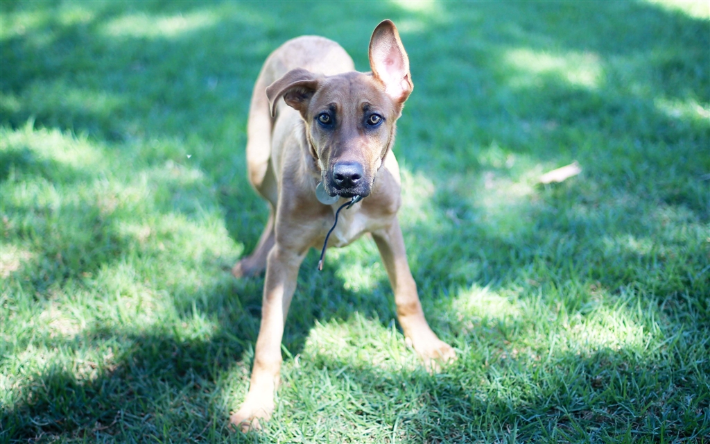 Aurora - Large Female Rhodesian Ridgeback Mix Dog in VIC - PetRescue