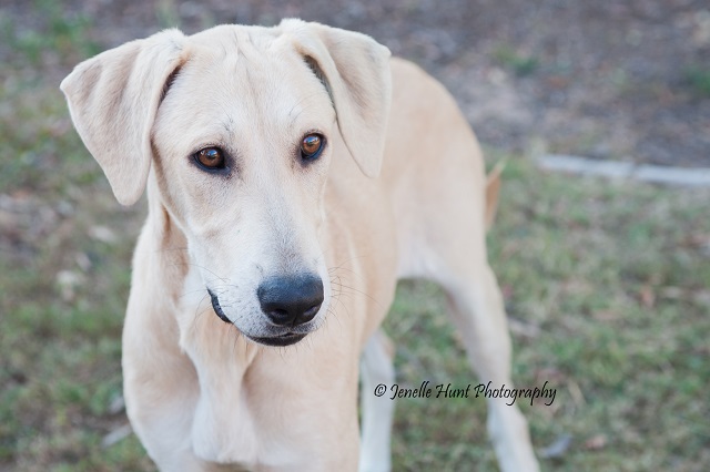 Bambi - Medium Female Labrador Mix Dog in QLD - PetRescue