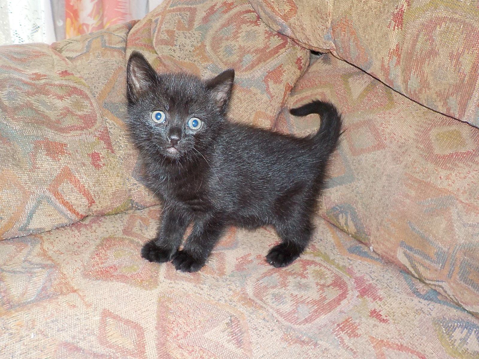 Mineko - Female Bombay Mix Cat in QLD - PetRescue