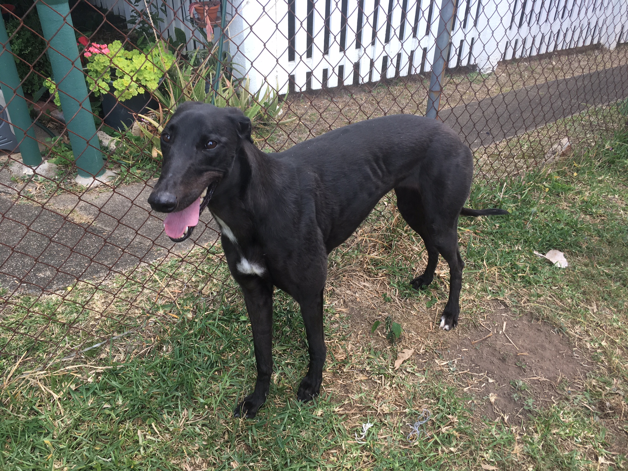 Milly - Large Female Greyhound Dog in QLD - PetRescue