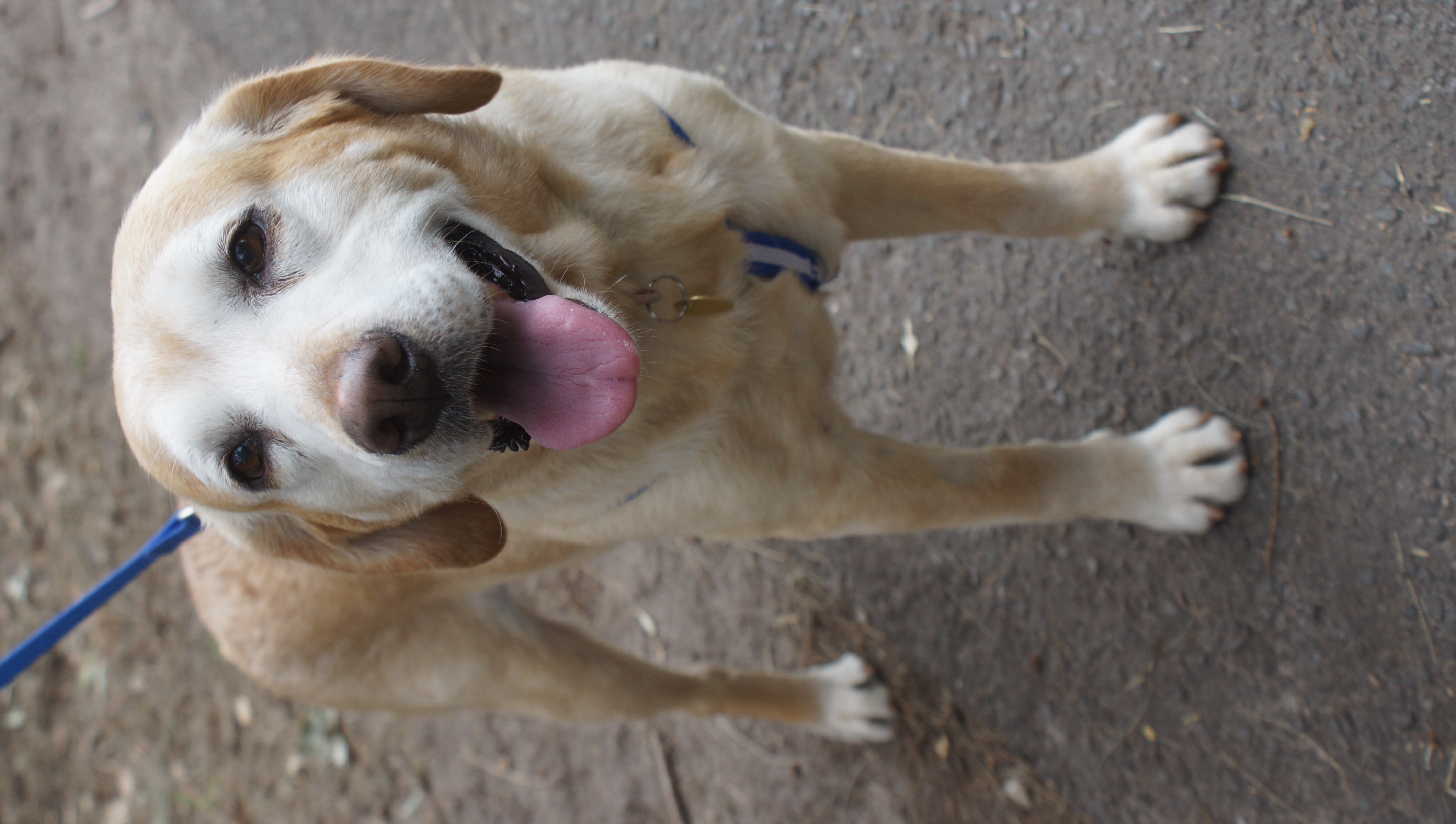 Tammy - Medium Female Labrador Mix Dog in NSW - PetRescue