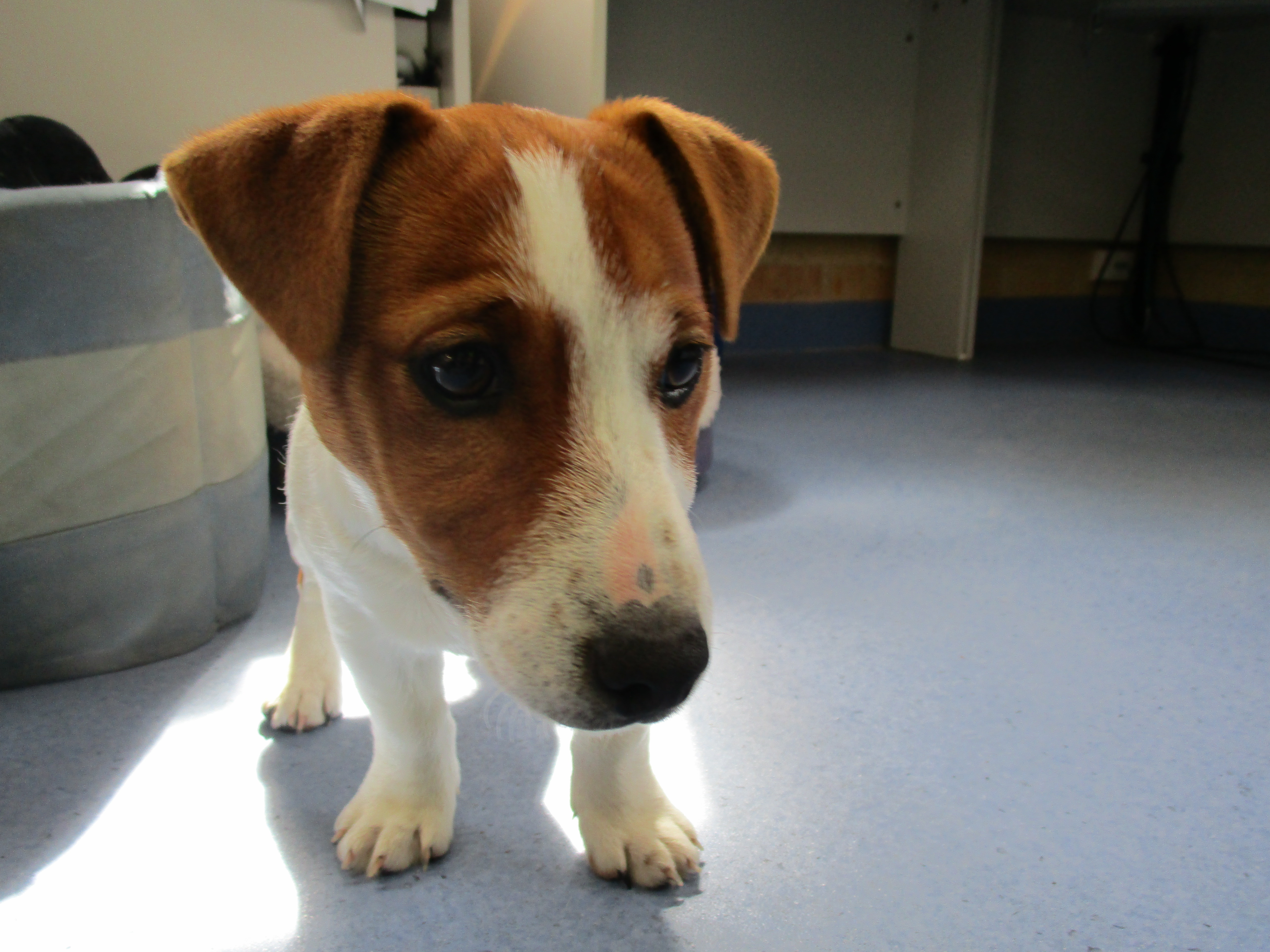 Fatty - Small Male Jack Russell Terrier Dog in NSW - PetRescue