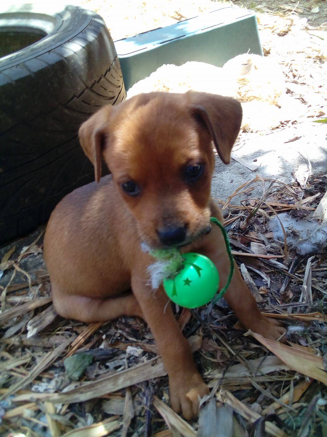 Autumn - Medium Female Rhodesian Ridgeback x Rottweiler Dog in QLD ...