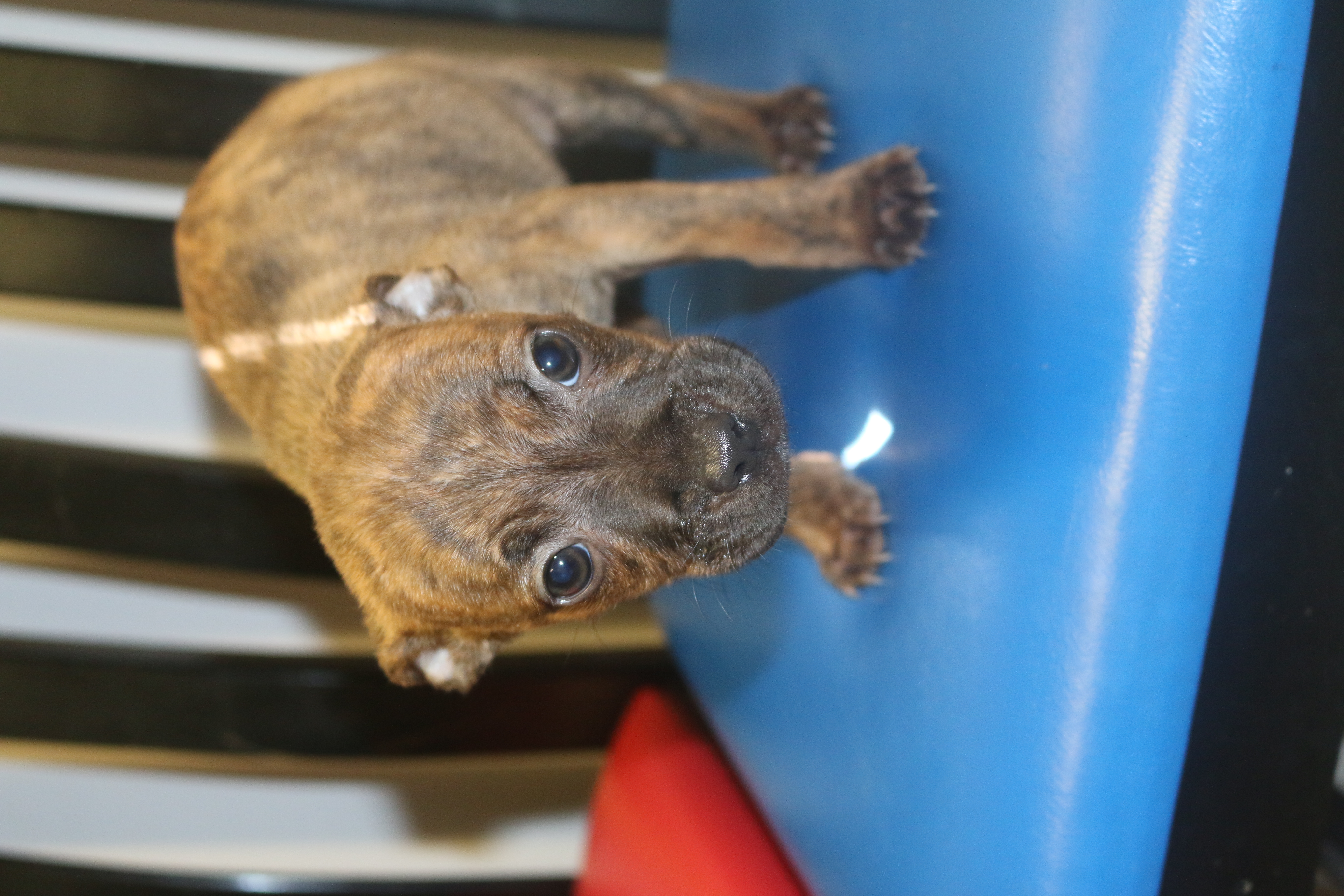 Elton - Small Male Staffy Mix Dog in NSW - PetRescue