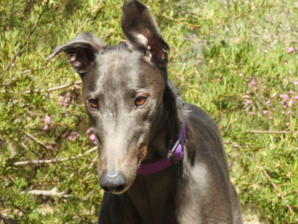 Boss - Large Male Greyhound Dog in VIC - PetRescue